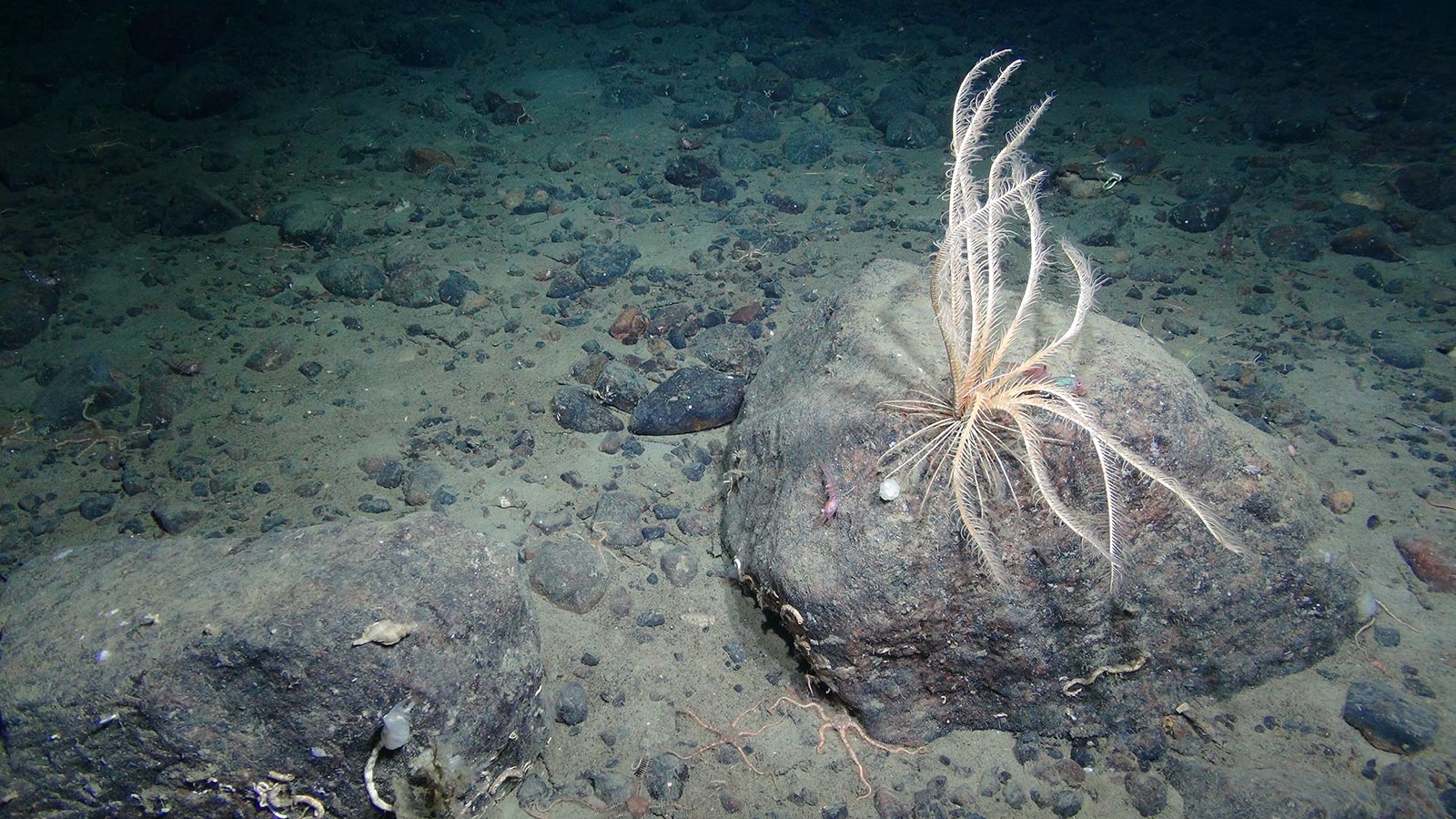 From benthic biology to blizzard: - MEOPAR