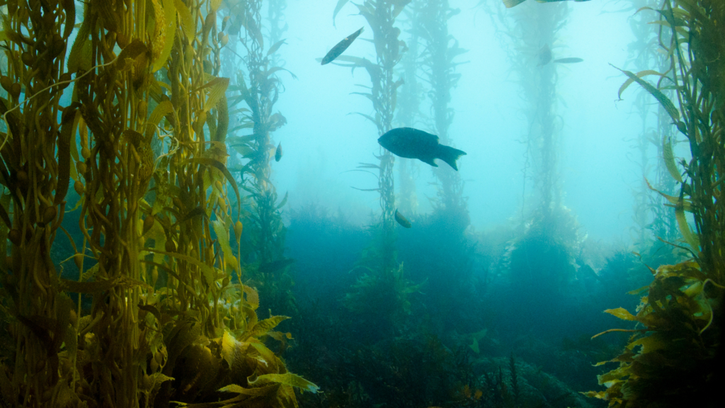 Understanding & Interpreting the Ecosystem Impacts of Oil Spills - MEOPAR